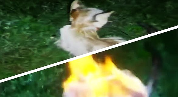 RM10,000 Reward for Information on Kitten Set on Fire — The True Net